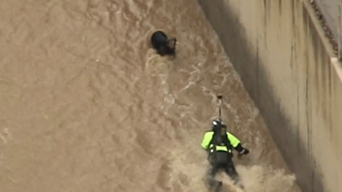 LIVE NOW!! For all you dog lovers... LAFD Swift water rescue attempt of ...