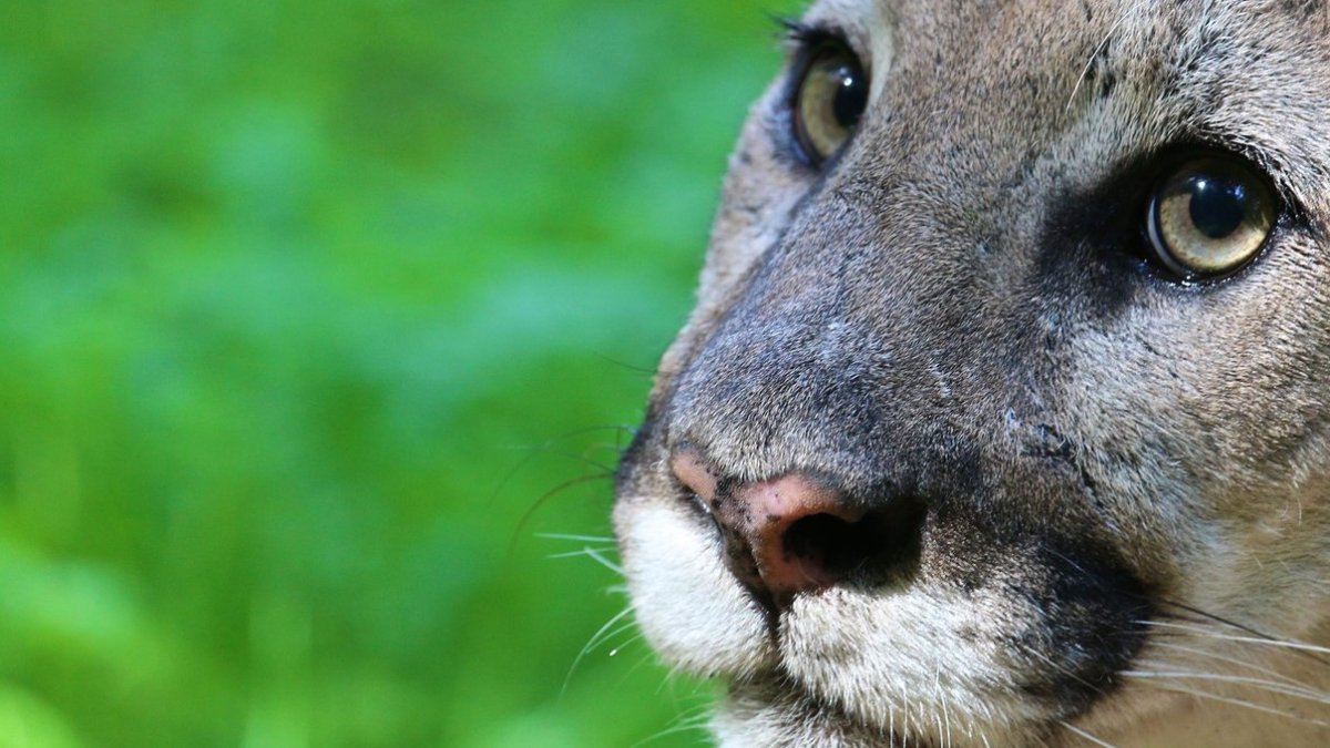 Mountain Lion Hit, Killed by Car on PCH – NBC Los Angeles