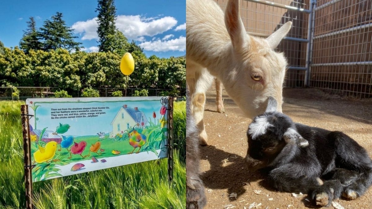 ‘Springtime on the Farm’ Opens in Moorpark – NBC Los Angeles