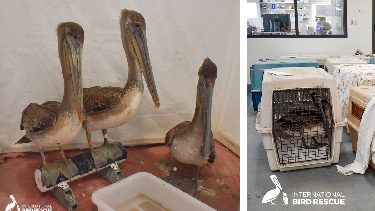 Sick Brown Pelicans Inundate San Pedro Center, Some Hit by Cars – NBC ...