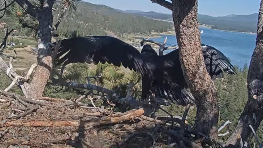 Big Bear’s Beloved Baby Eagle Is About to Fly – NBC Los Angeles