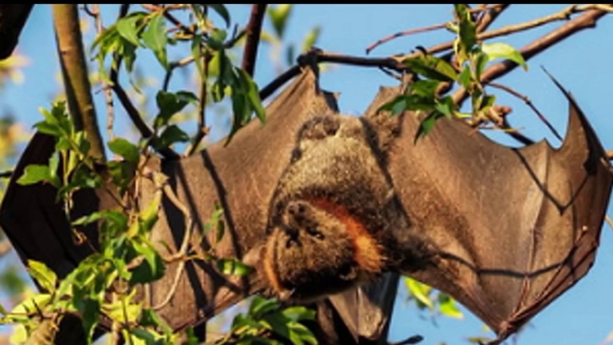 Potential Rabies Exposure in Malibu – NBC Los Angeles