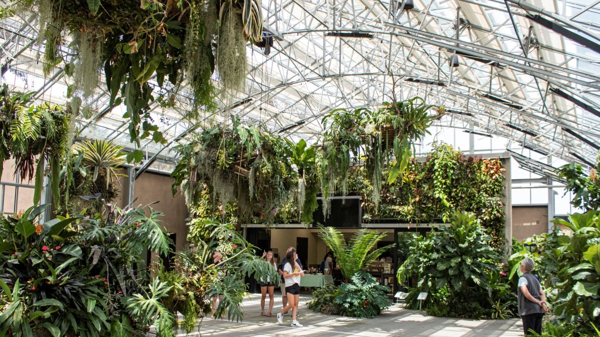 A Huge Houseplant Exhibition Will Soon Sprout – NBC Los Angeles