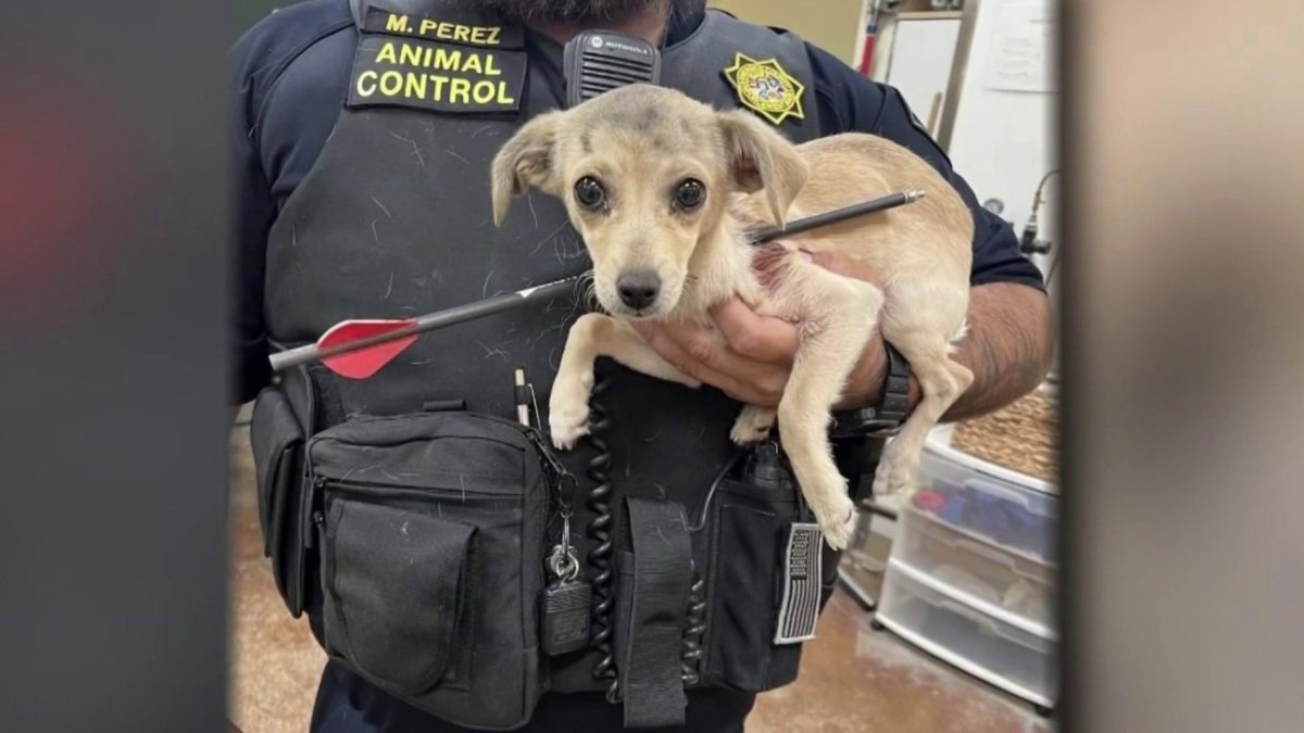 Desert Hot Springs Dog Shot With Arrow Finds Forever Family – NBC Los ...
