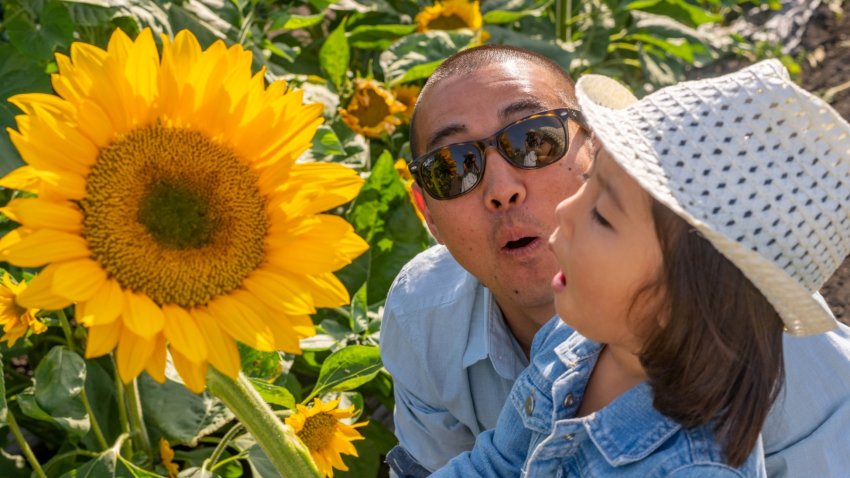 Sunflower Picking Is in Full Bloom at Hana Field – NBC Los Angeles