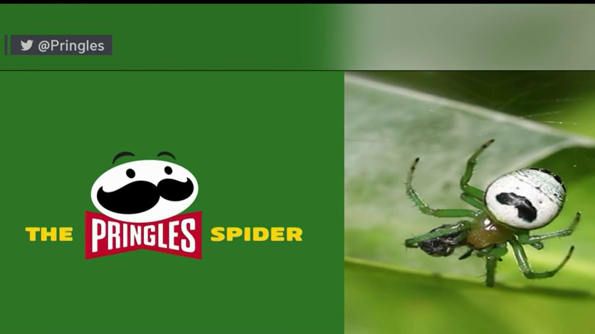 Pringles Pushing to Have Spider Officially Renamed – NBC Los Angeles