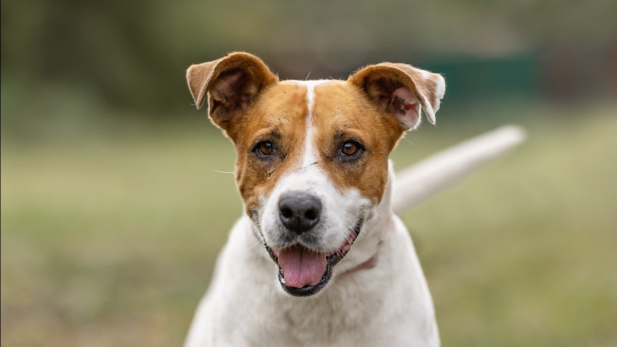 Aug. 26 is International Dog Day – NBC Los Angeles