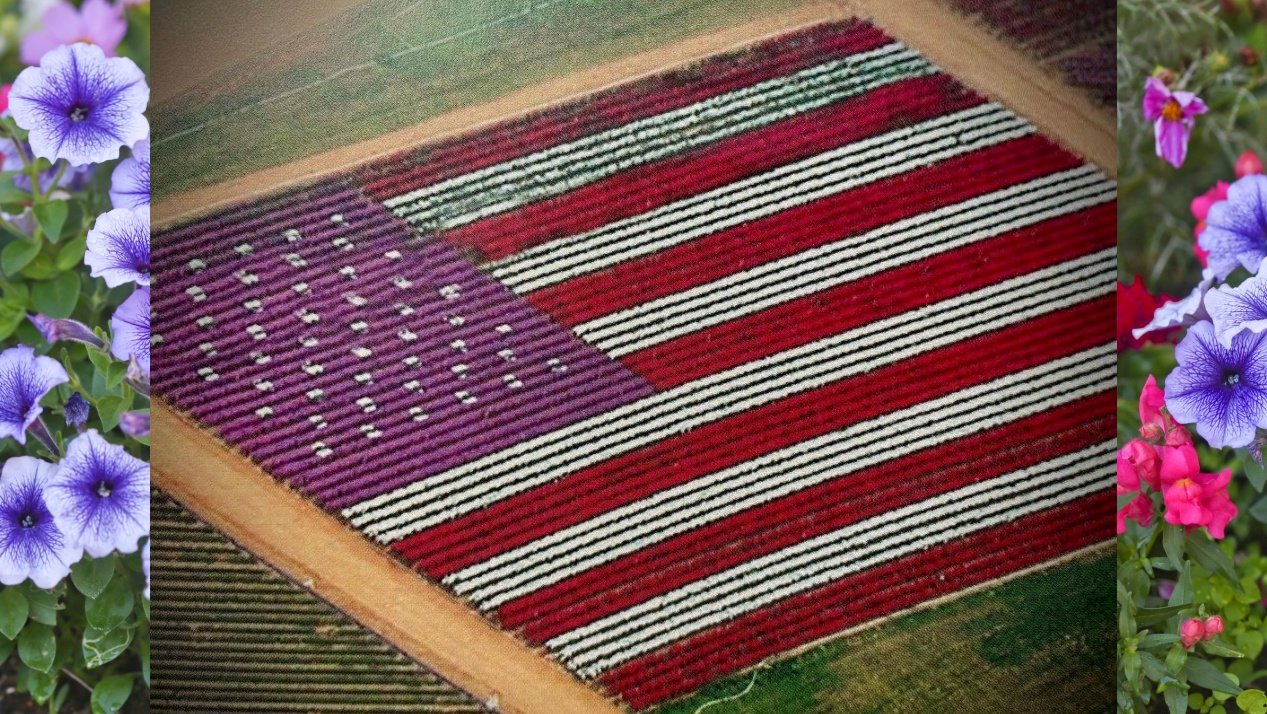 Lompoc Flower Fields American Flag | Best Flower Site