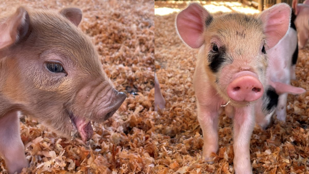 Squeal: Piglets Debut on the OC Fair’s PigCam – NBC Los Angeles
