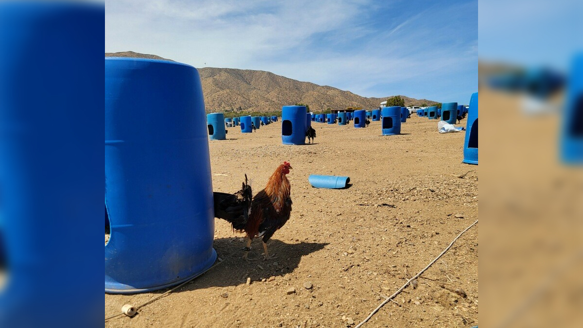 Future of 300 Horses Uncertain as Sanctuary Faces Eviction – NBC Los ...