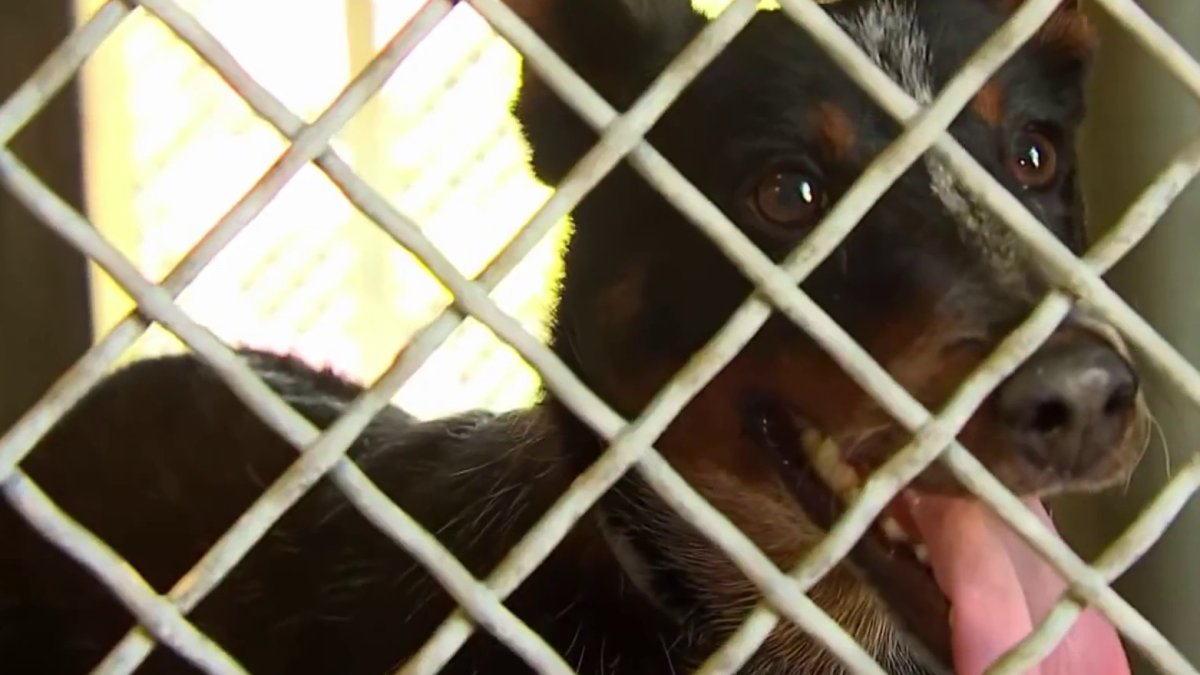 Carson Animal Shelter Offers Discounted Adoption Fees – NBC Los Angeles