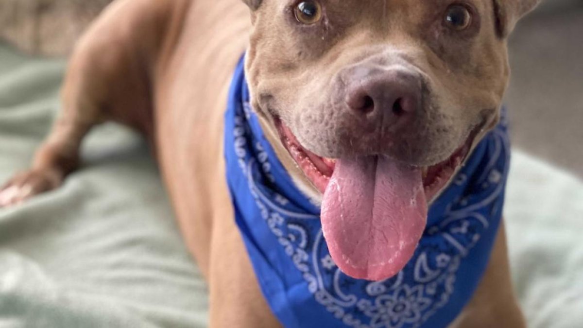 NBC4 and Telemundo 52 Help Pay Adoption Fees at spcaLA in Long Beach ...