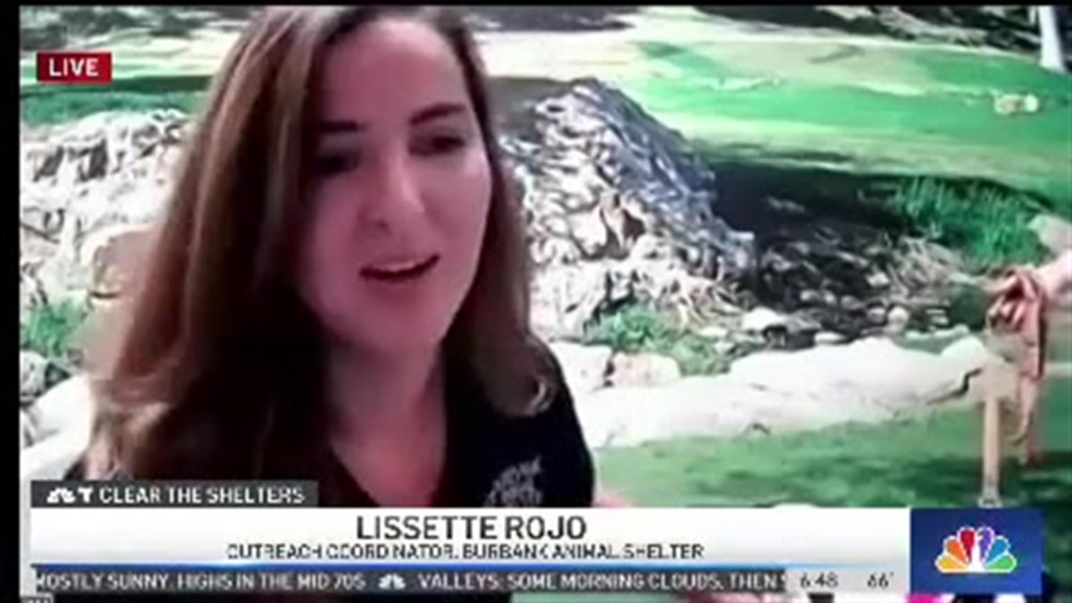 NBC4 and Telemundo 52 Clear the Shelters Pet of the Week at Burbank ...