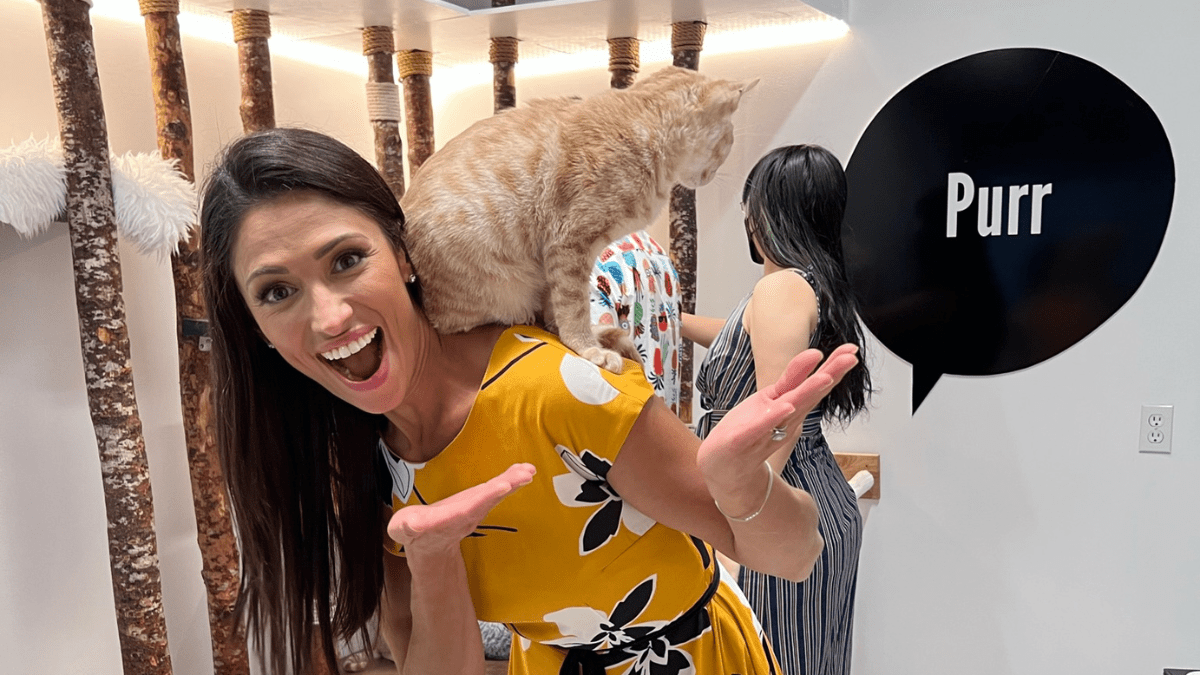 A Cup of Coffee and Some Serious Cat Cuddles – NBC Los Angeles