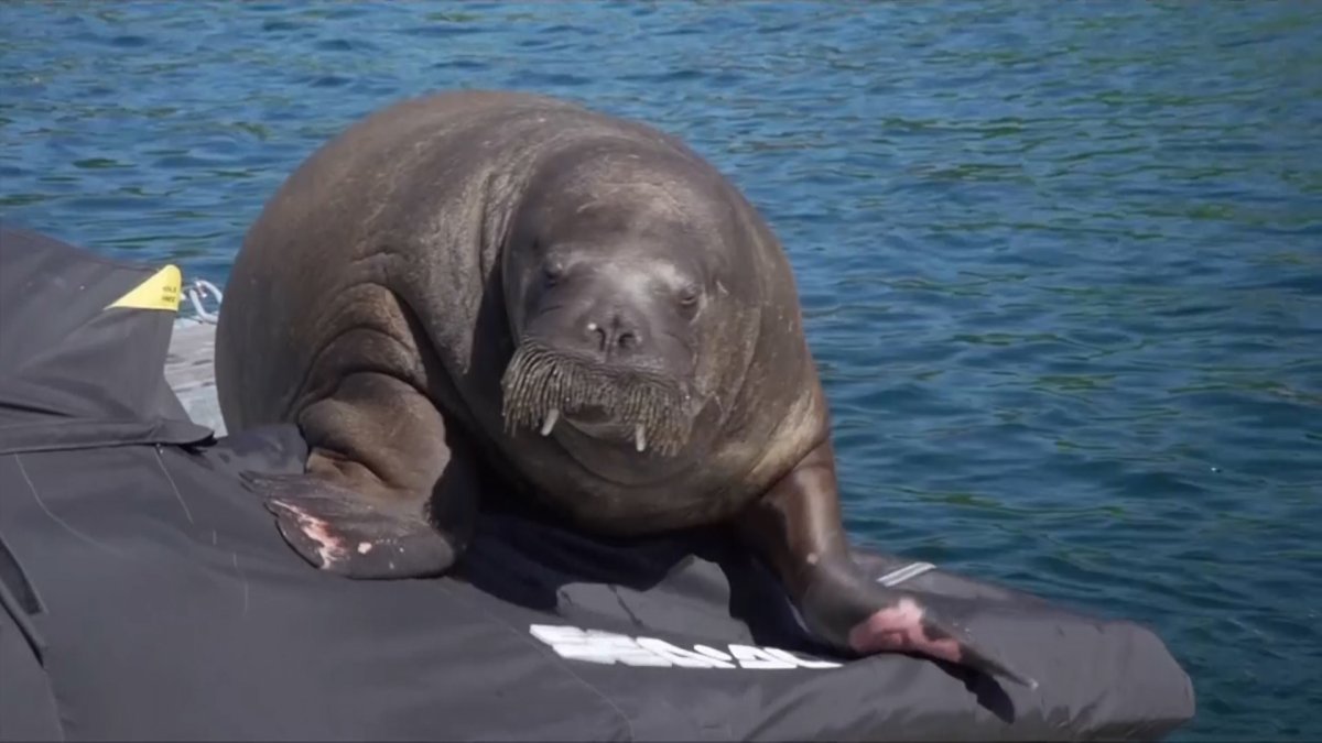 Norway Puts Down Freya the Walrus That Drew Oslo Crowds and Internet ...