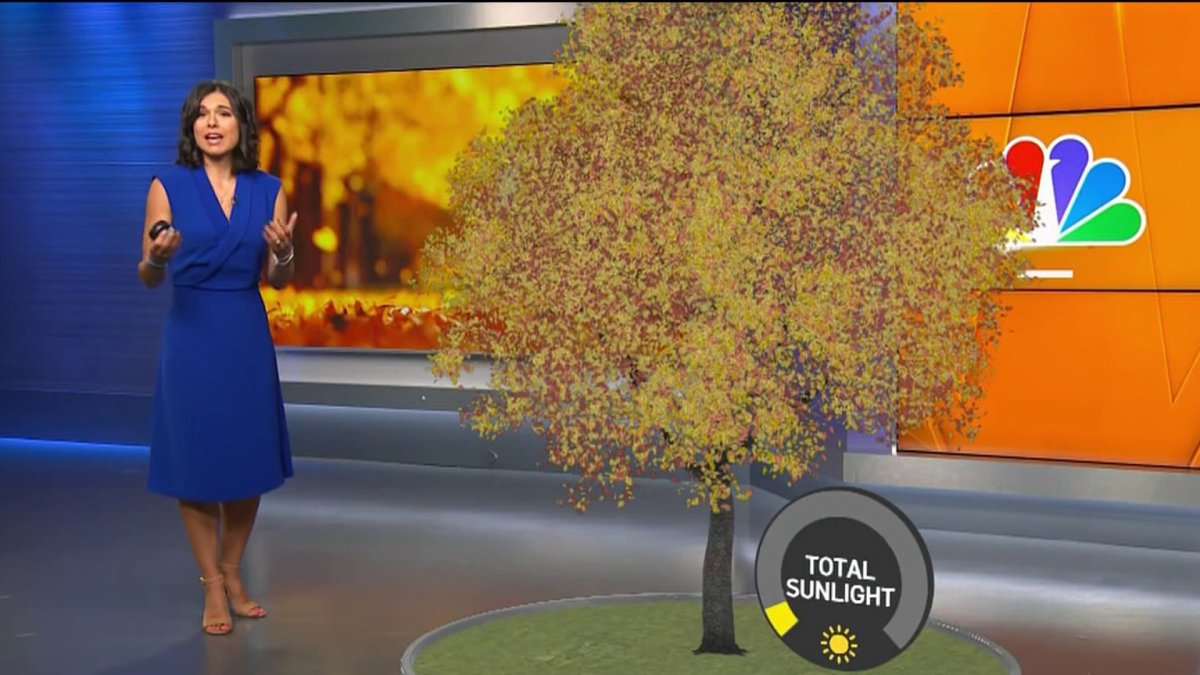 Here’s Why Leaves Change Colors in Autumn – NBC Los Angeles