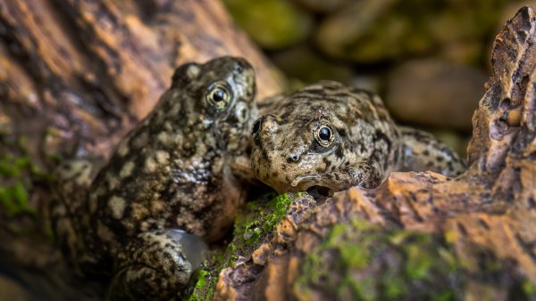 Long Beach Aquarium Releasing Endangered Frogs Back Into Wild – NBC Los ...