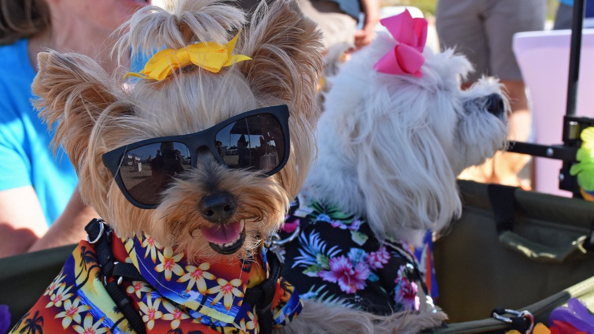 Damp Pups to Deliver Smiles at the Surf Dog Surf-a-Thon – NBC Los Angeles