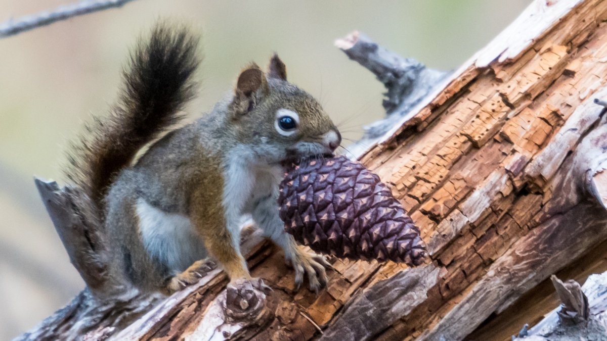 This Quirky Pine Cone Fest Boasts Cute Contests, Mountain Air – NBC Los ...