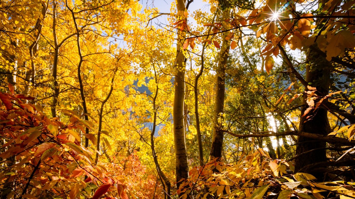 Leaf Peepers, the California Fall Color Blog Is Ready for Autumn – NBC ...