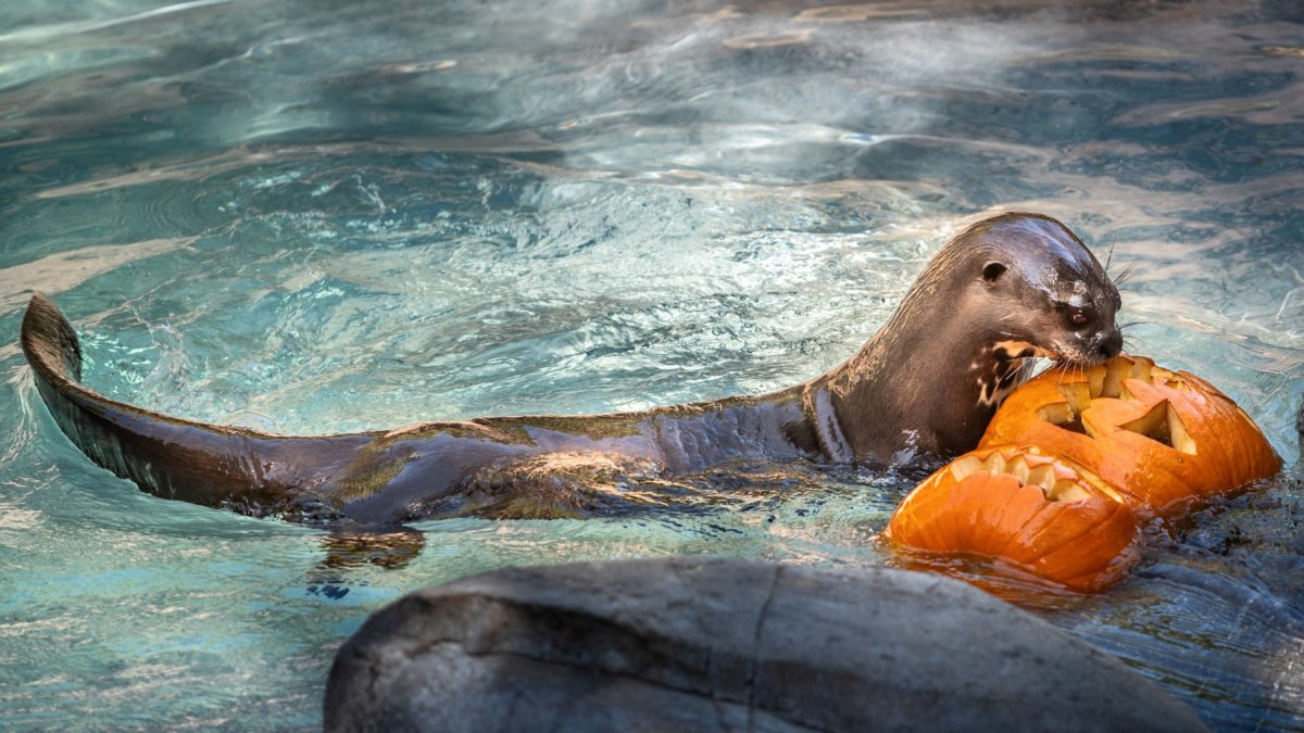 Pumpkin Feedings and Costume Cuteness Rule Boo at the LA Zoo – NBC Los ...