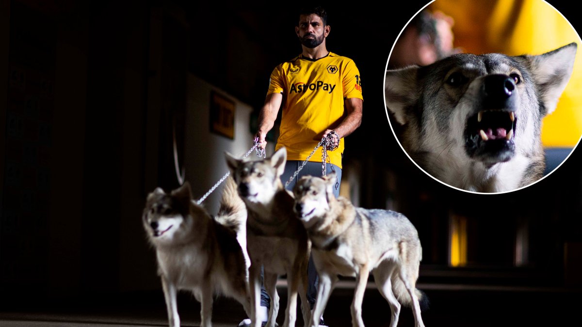 Wolverhampton Introduces Diego Costa With Pack of Actual Wolves – NBC ...
