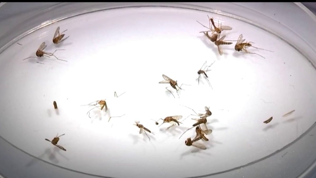 ‘Ankle-Biter’ Mosquito Takeover – NBC Los Angeles