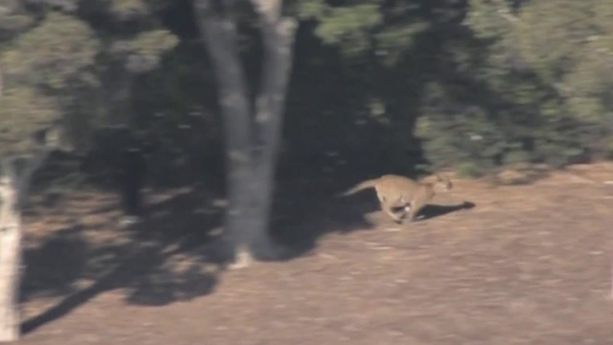Mountain Lion On the Run Causes Stir in Brentwood – NBC Los Angeles