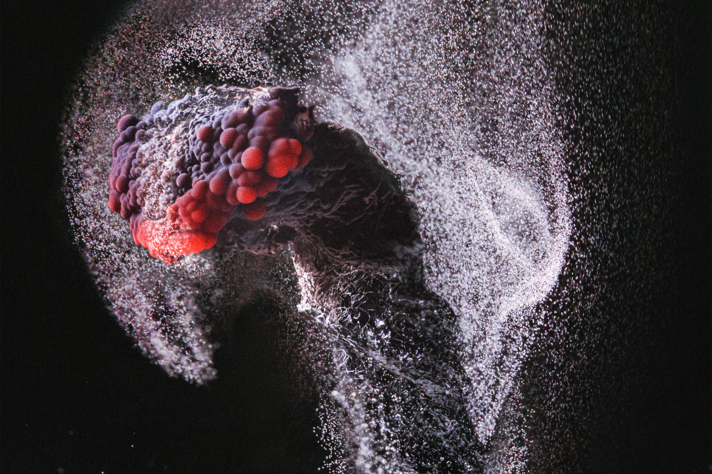 Photos Capture World of Microscopic Wonders – NBC Los Angeles