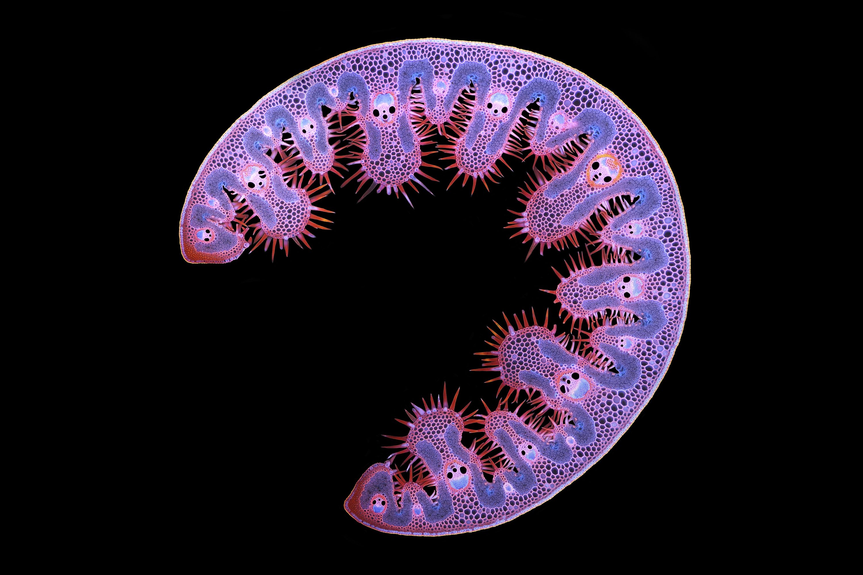 Photos Capture World of Microscopic Wonders – NBC Los Angeles