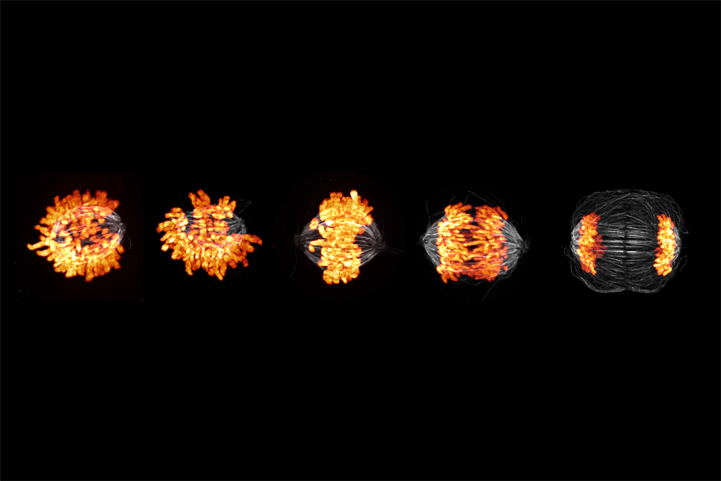 Photos Capture World of Microscopic Wonders – NBC Los Angeles