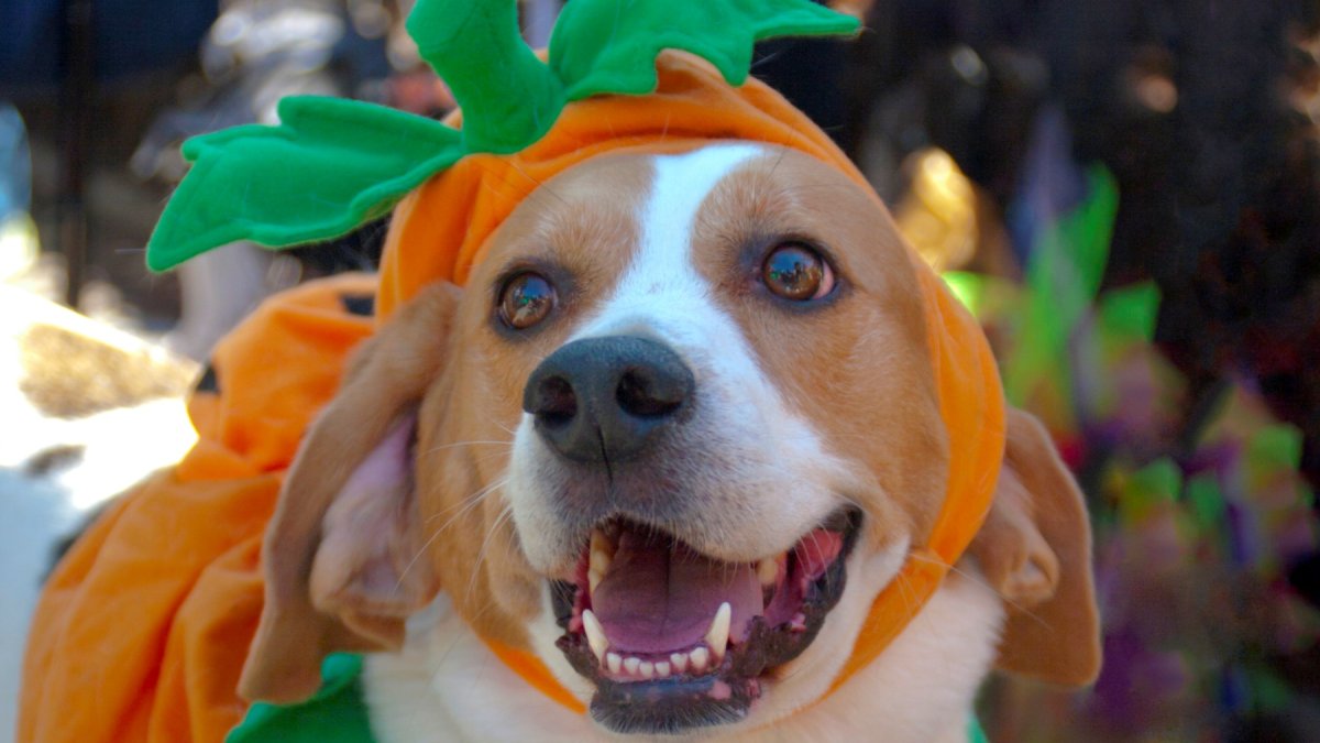 Fidos to Get Fancy at SoCal’s Canine Costume Celebrations – NBC Los Angeles