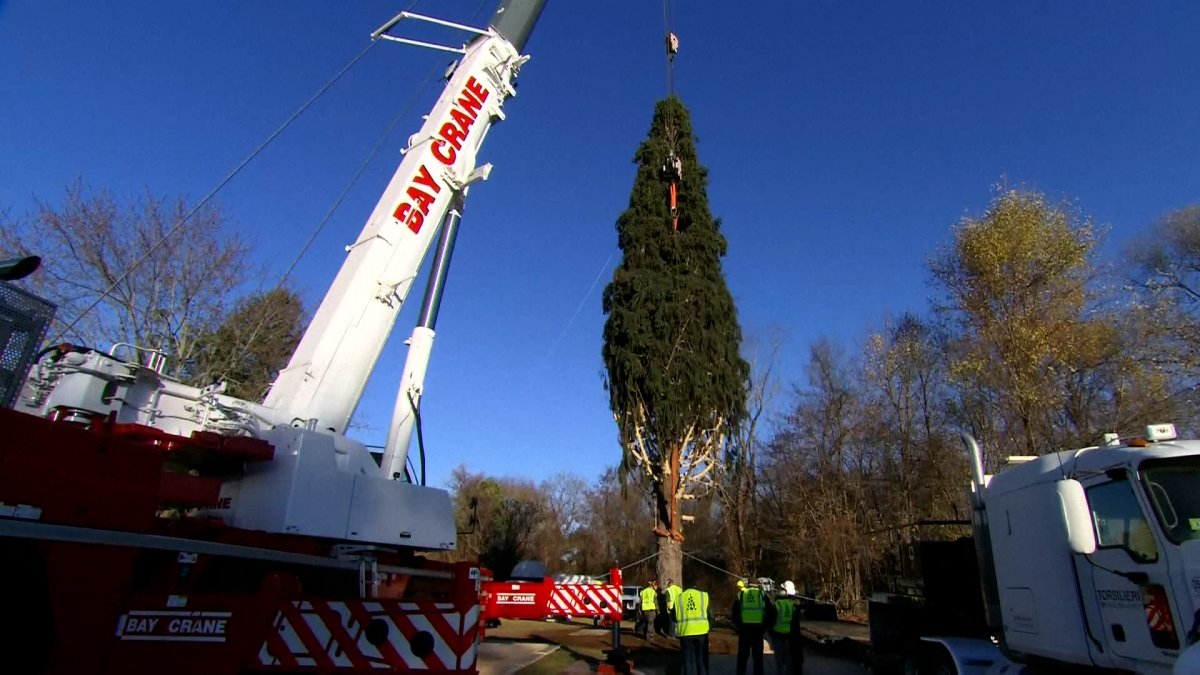 Watch: 30 Rock Christmas Tree Heads to New York – NBC Los Angeles