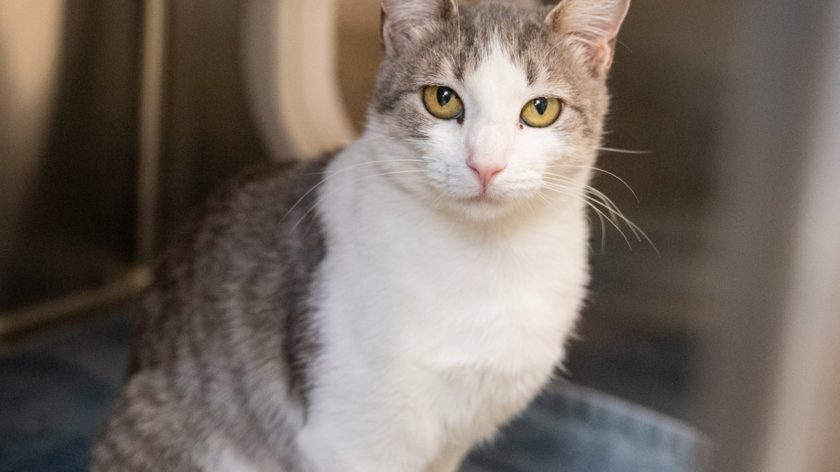 Pasadena Humane to resume pet adoptions since Eaton Fire – NBC Los Angeles