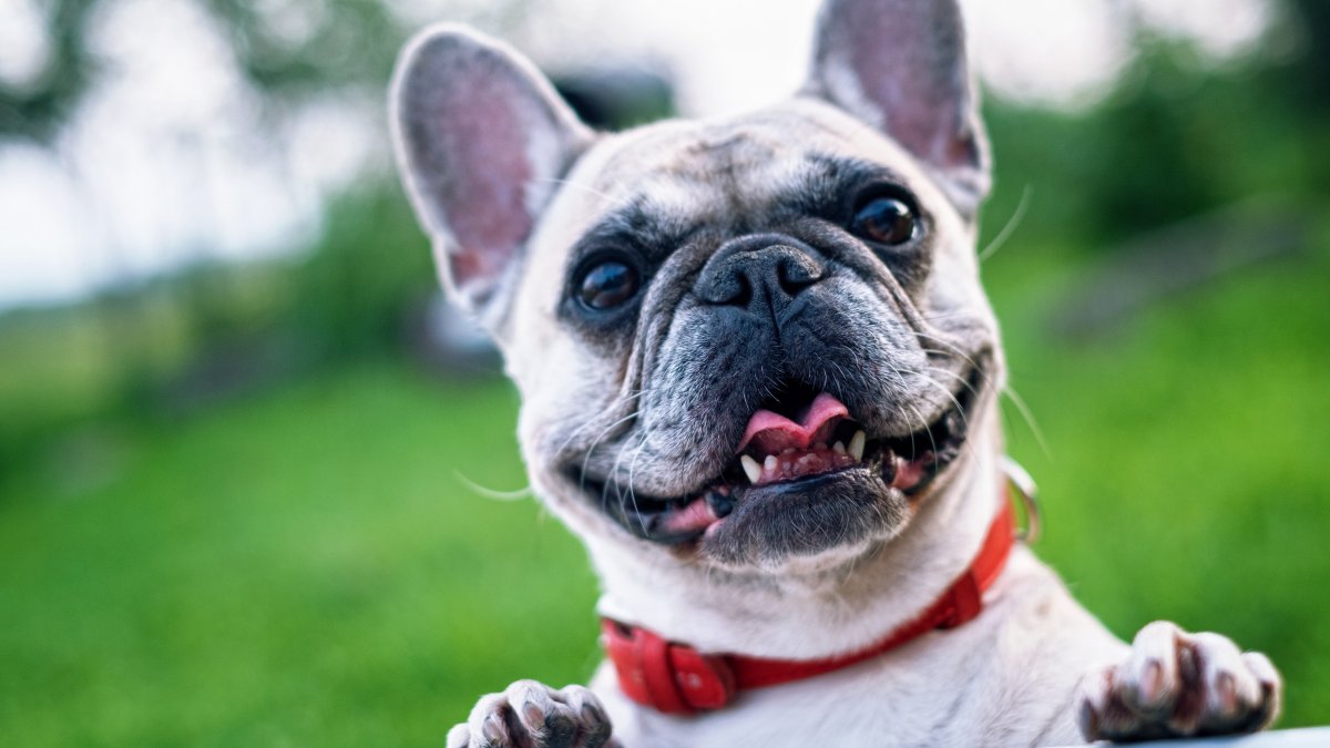 AARP and Pasadena Humane Society Host Free Pet Adoption – NBC Los Angeles
