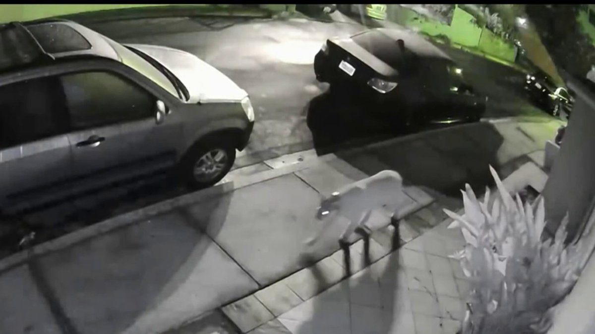 Officials Plan To Capture P 22 Mountain Lion NBC Los Angeles Officials Plan To Capture P 22 Mountain Lion NBC Los Angeles