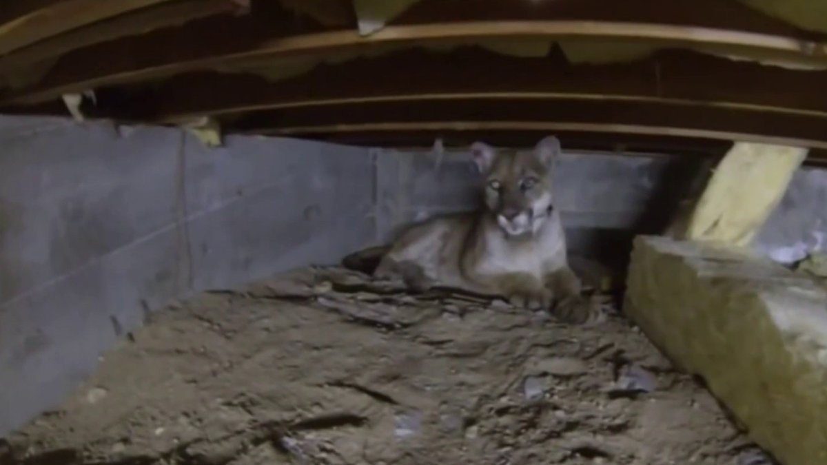 Famous P-22 Mountain Lion Captured in Los Feliz – NBC Los Angeles