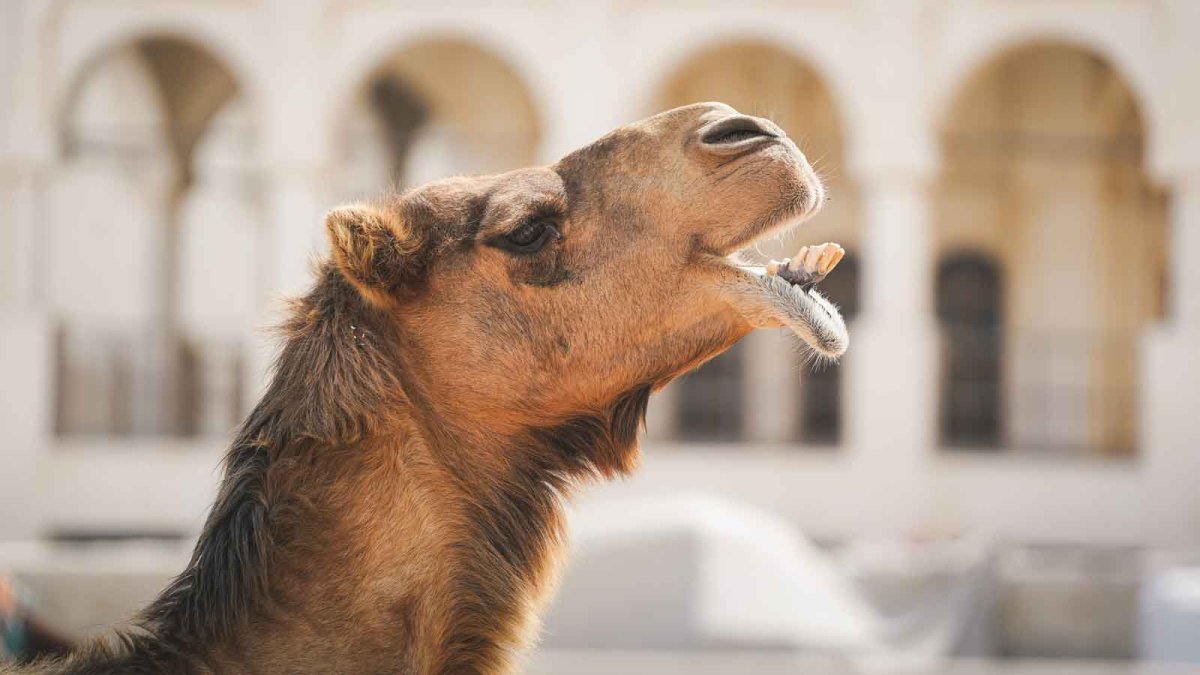 Camel Pageant Among 2022 World Cup Attractions in Qatari Desert – NBC ...