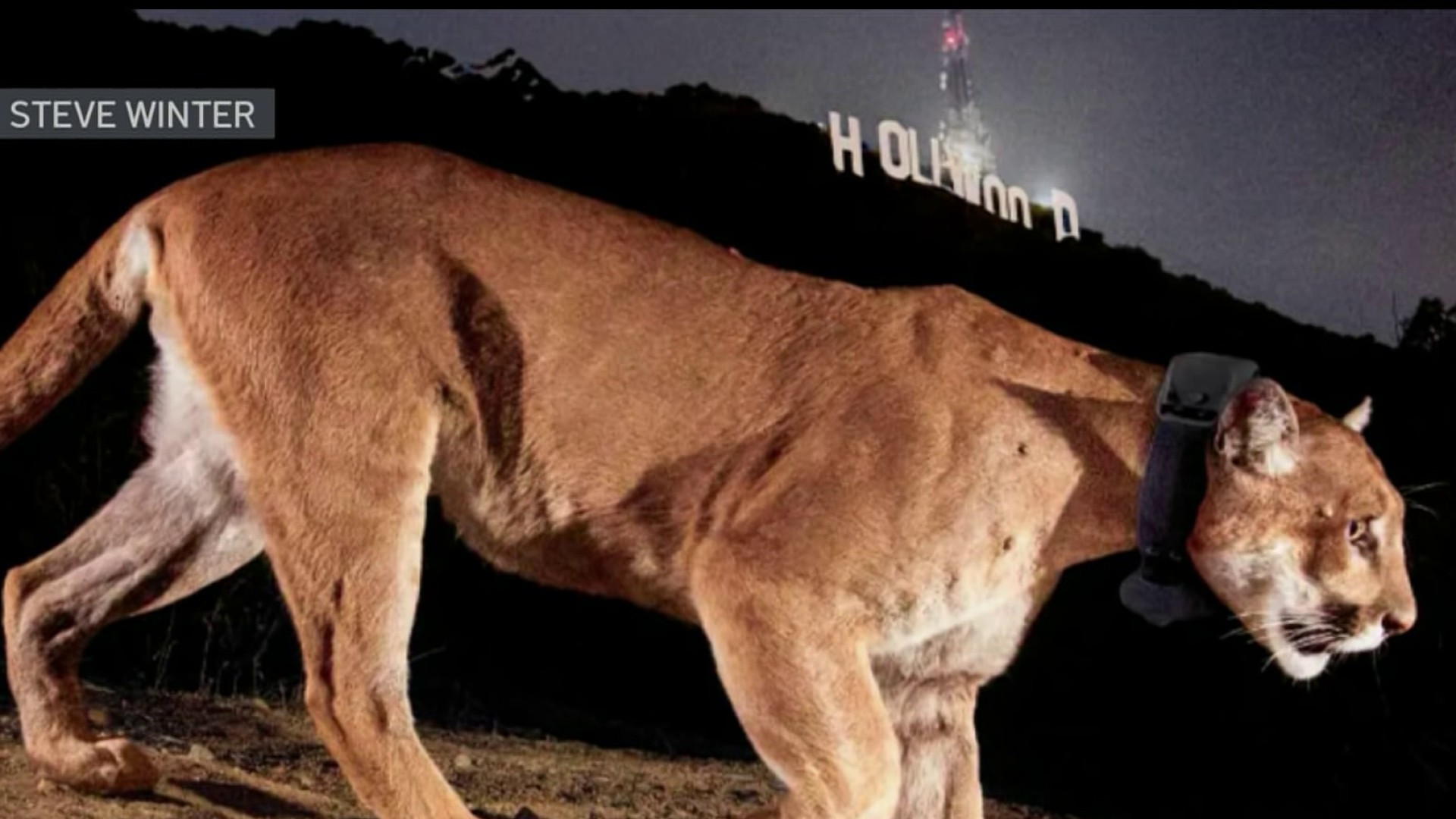 Hollywood Sign Mountain Lion Hollywood Sign Mountain Lion