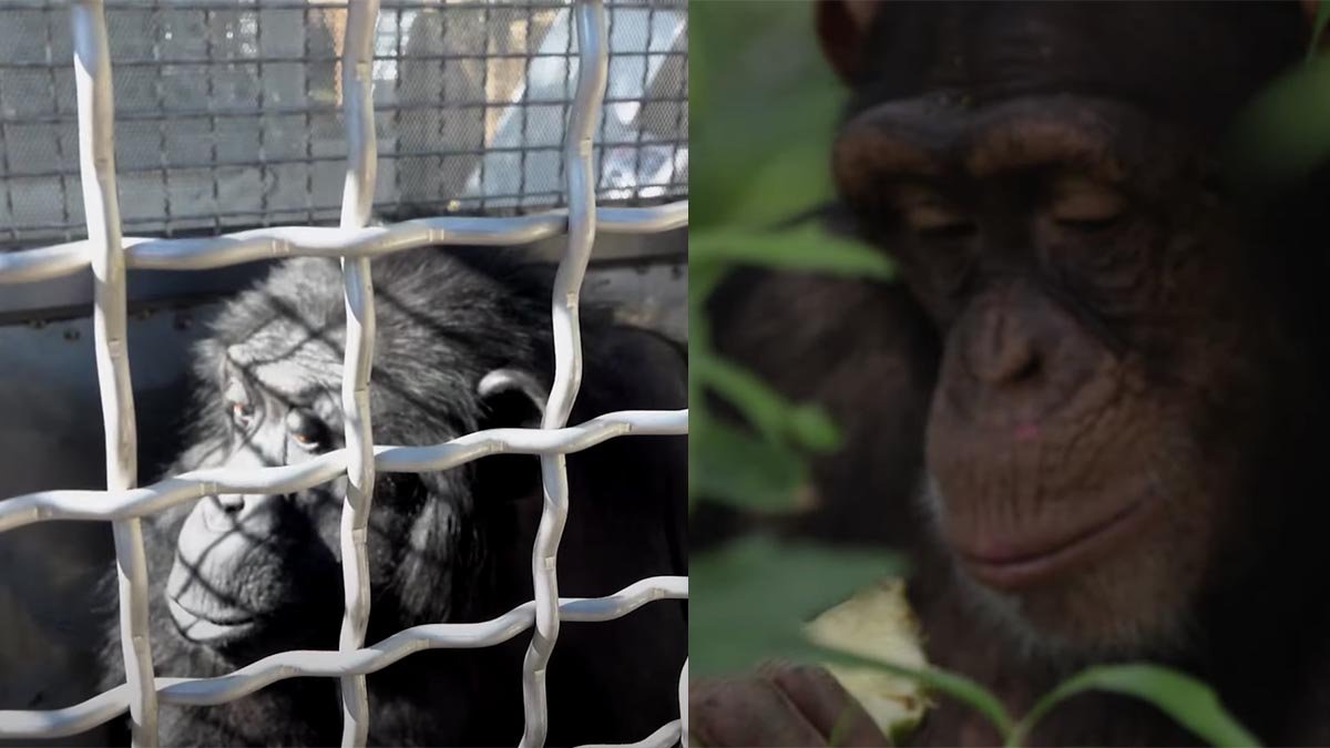 All Stranded Wildlife Waystation Chimpanzees Have Been Rescued and ...
