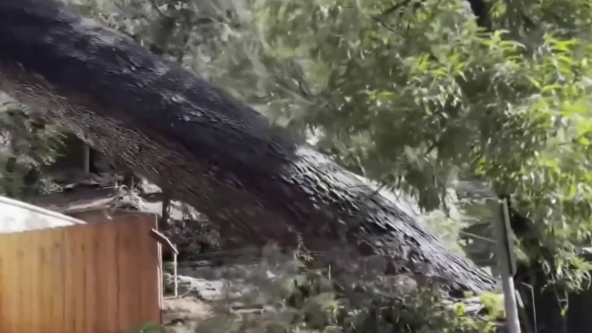 Fallen Tree Knocks Out Power in Sierra Madre – NBC Los Angeles