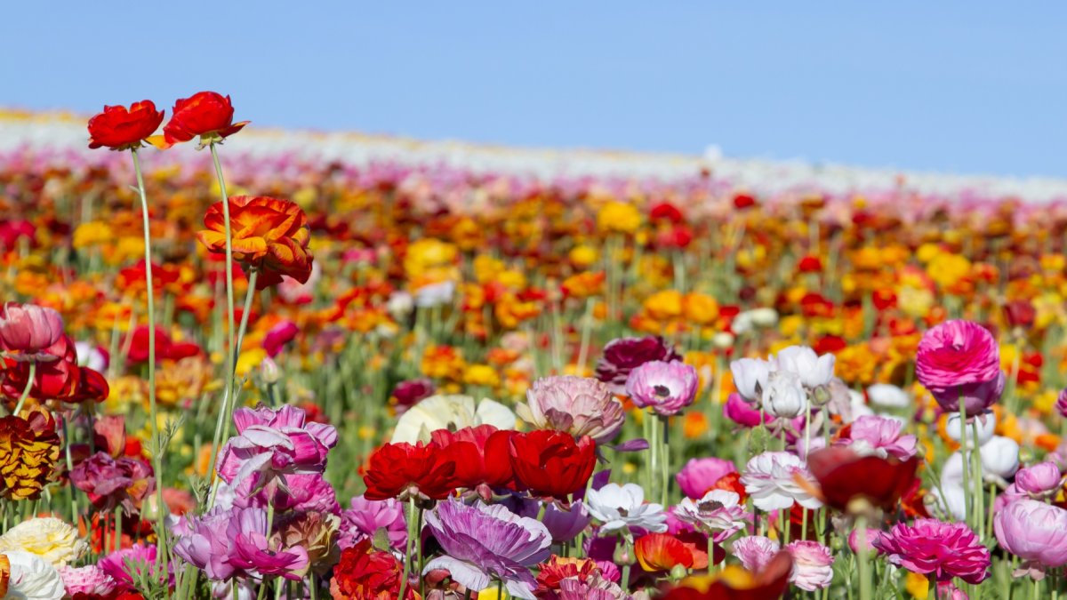 Blooming Good News: Tickets to The Flower Fields Are Now on Sale – NBC ...