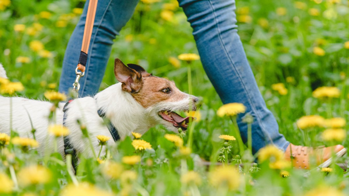 Woof woof: ‘Dogtoberfest’ will trot at this sunny SoCal spot – NBC Los ...