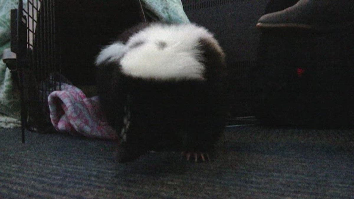 Meet Nugget the Office Skunk – NBC Los Angeles