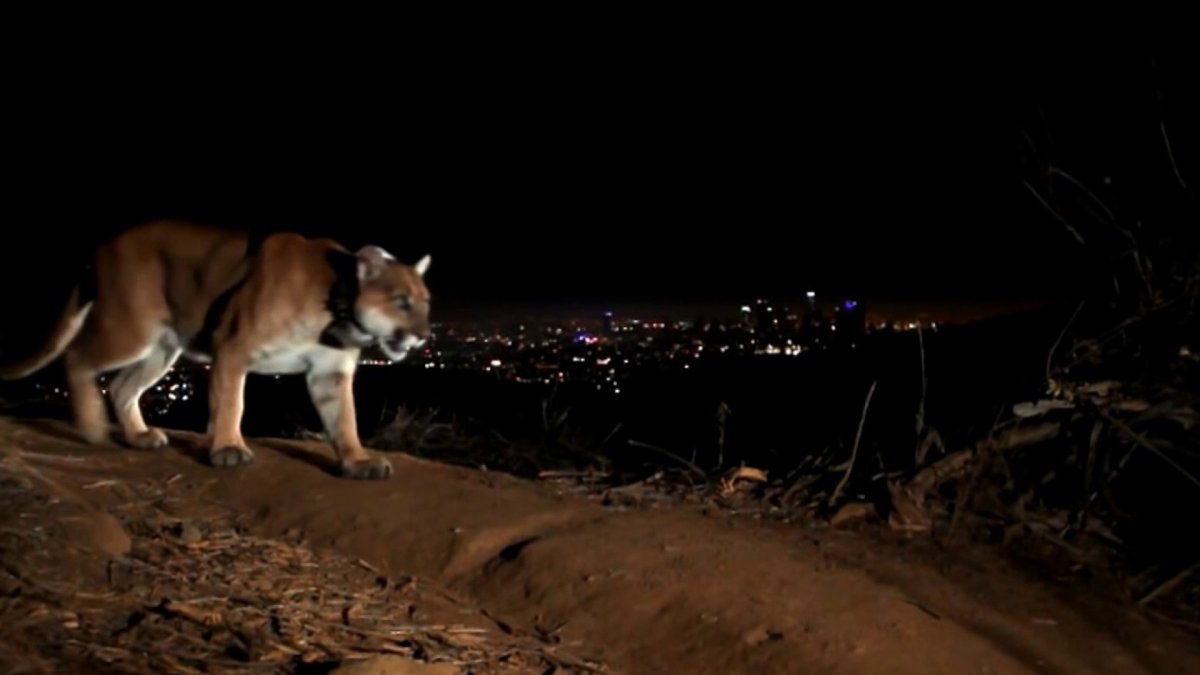 Celebration of Life for P-22 Mountain Lion Saturday – NBC Los Angeles