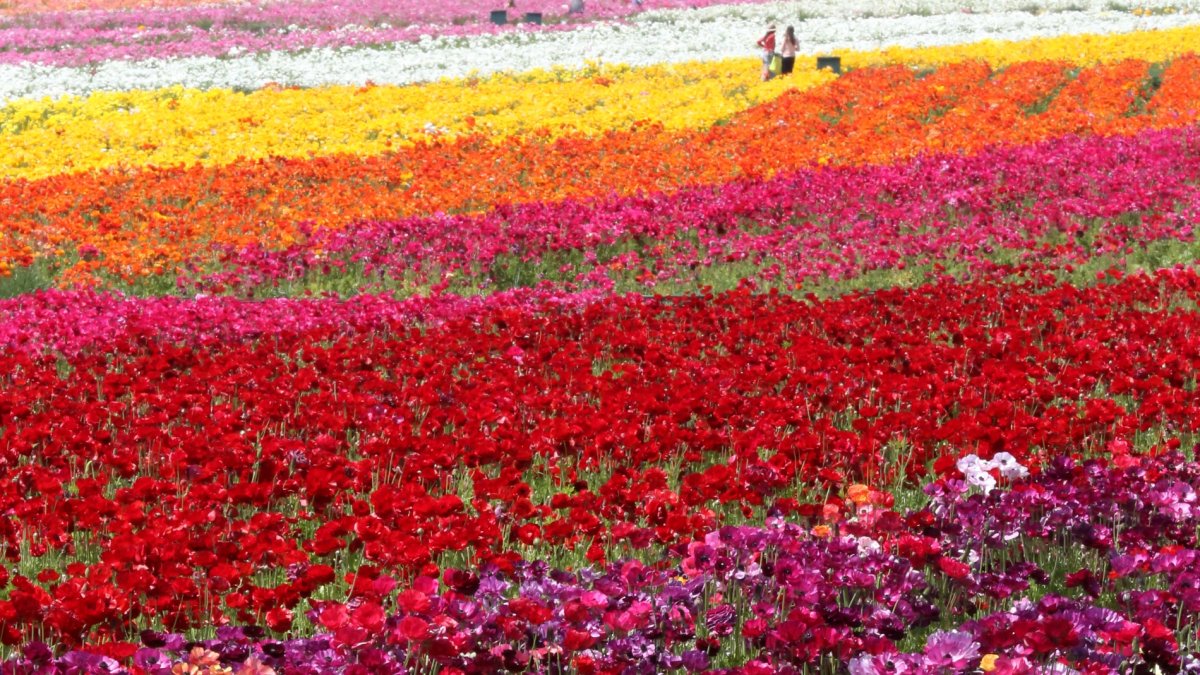 A Veritable Bouquet of New Events Will Bloom at The Flower Fields – NBC ...