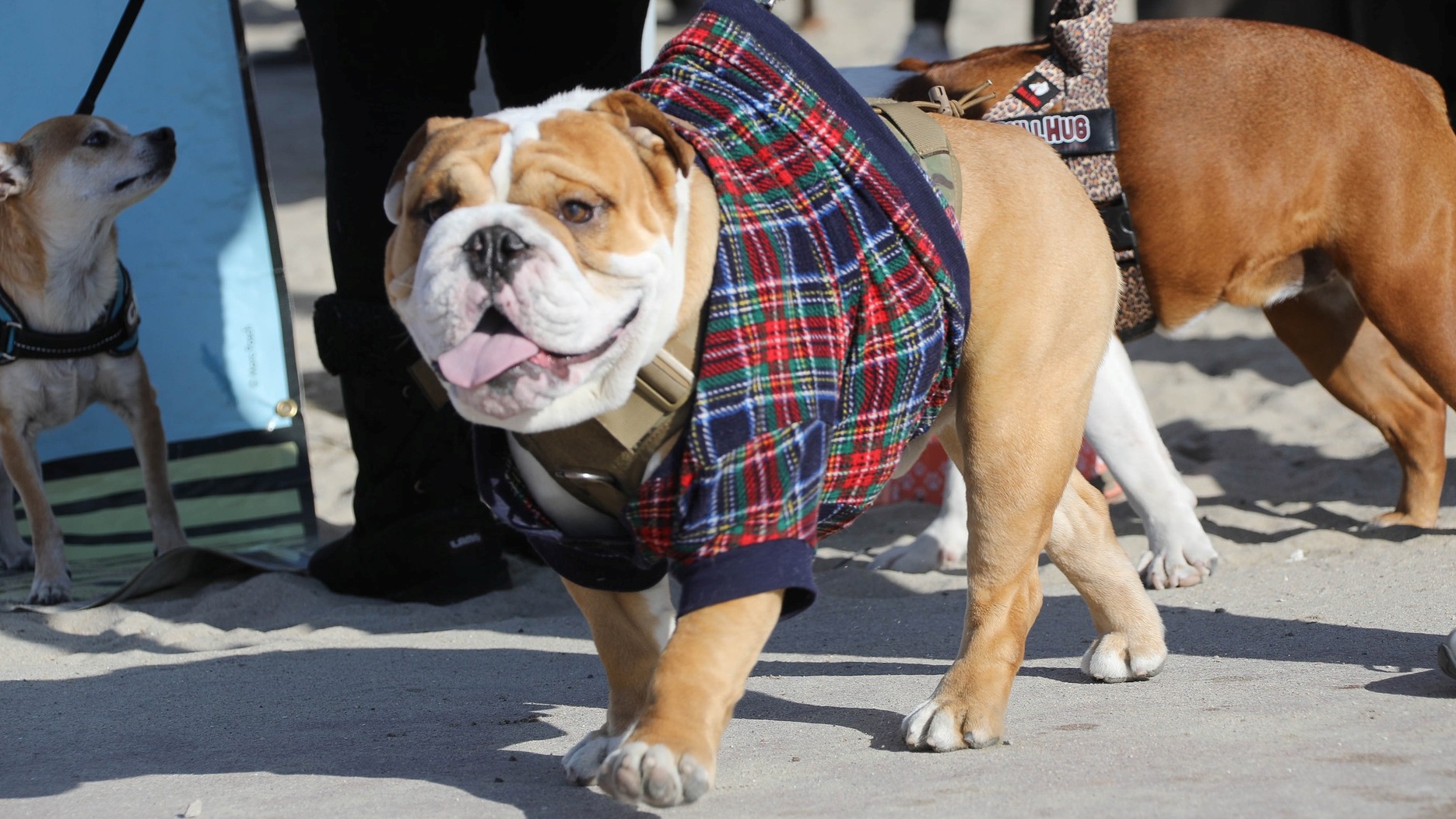 Bulldogs Bewitched at a Quirky Long Beach Beauty Contest – NBC Los Angeles