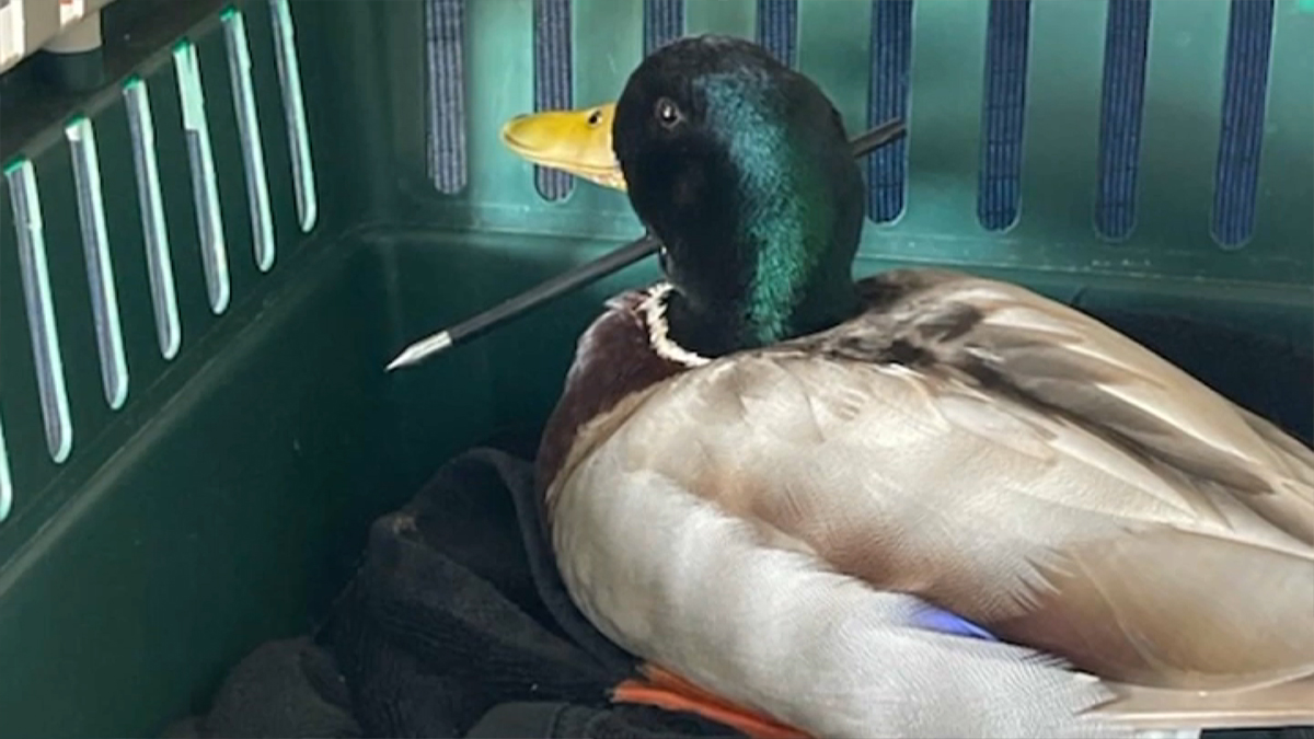 Duck Shot Through Neck With Arrow – NBC Los Angeles