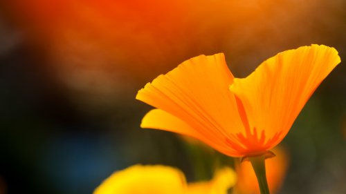 The visitor center at this famous poppy spot is opening, so let’s ‘peak ...