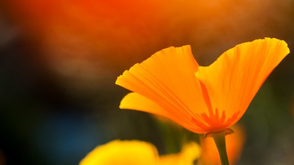 The visitor center at this famous poppy spot is opening, so let’s ‘peak ...